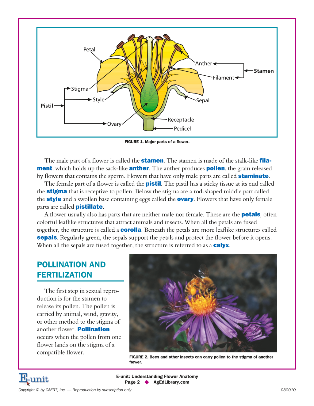 Understanding Flower Anatomy Review Worksheet | Best Flower Site